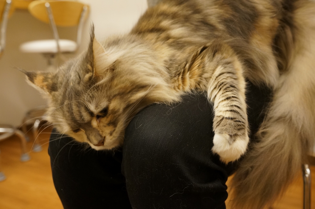 ハイカウンター乗りの受付嬢 - 大阪の人懐っこい猫カフェCat tail