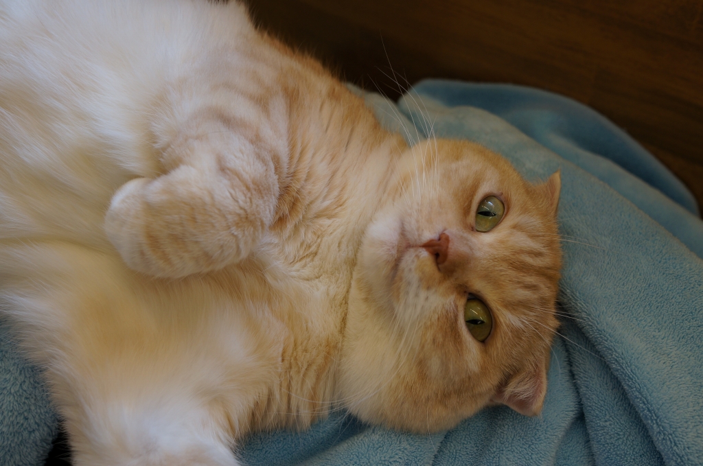 魅惑の寝技攻撃 - 大阪の人懐っこい猫カフェCat tail