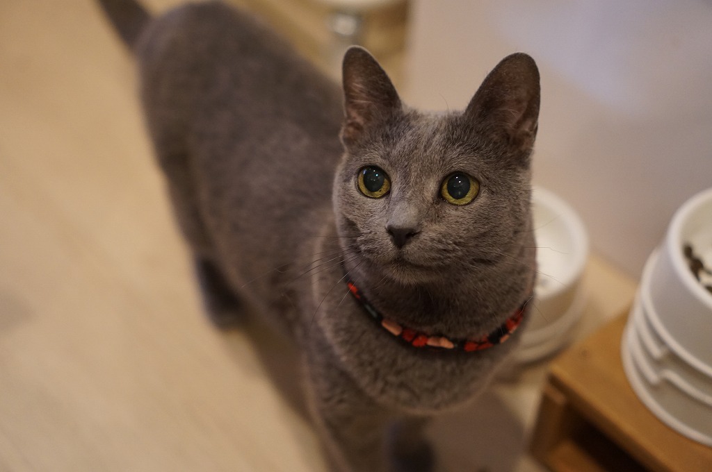 お膝乗りはベルちゃんで - 大阪の人懐っこい猫カフェCat tail