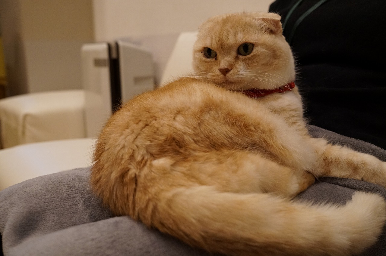 高い位置のおひざ乗り - 大阪の人懐っこい猫カフェCat tail